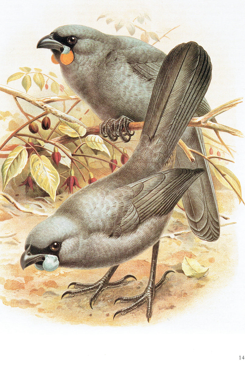 Kōkako New Zealands Bird of The Year Giveaway – Viking Sevenseas